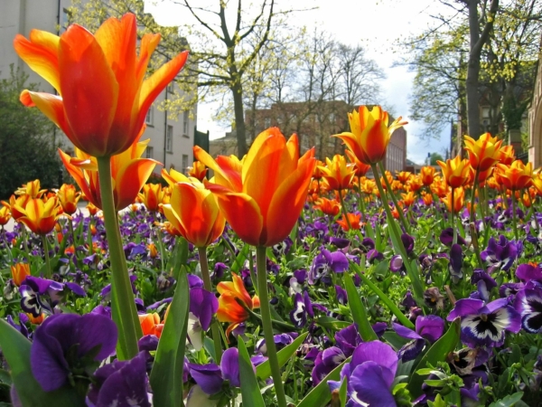 Lean Into Spring – Transformative Grief